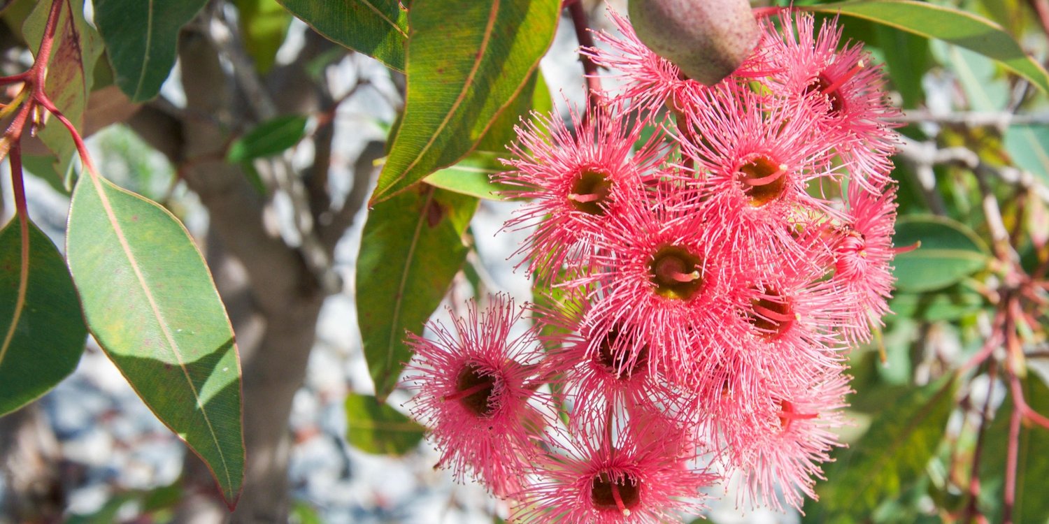 Bush Flower Essences For Holistic Healing and Emotional Well-Being ...