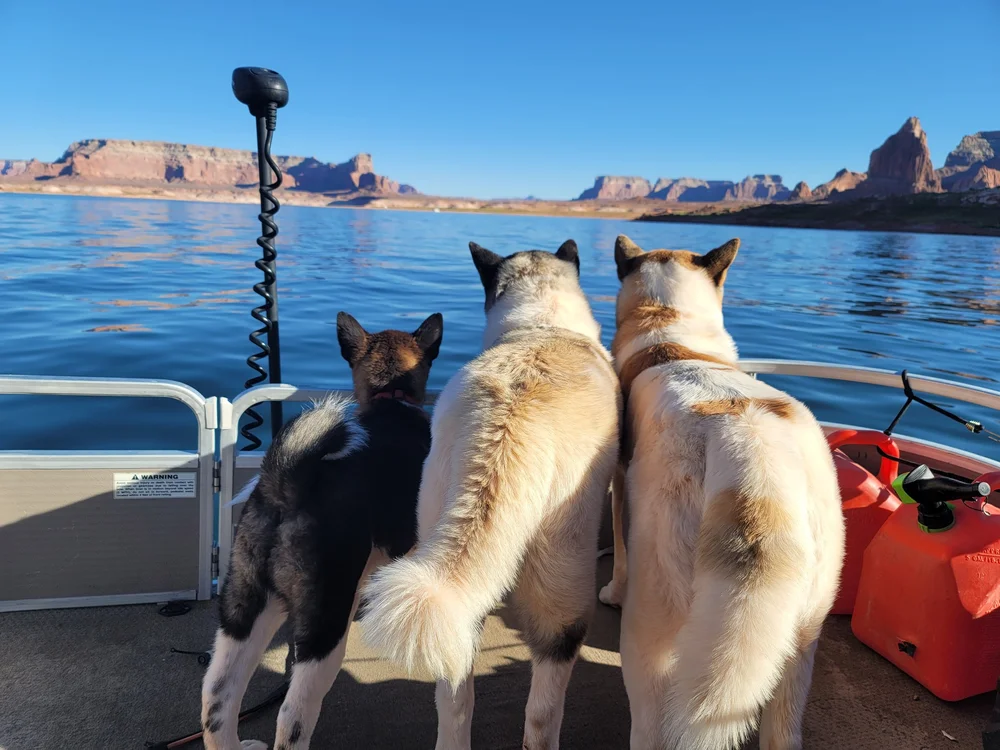 Arizona Akitas