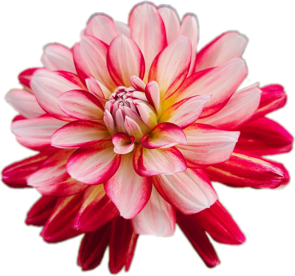 Grass Bones Flower Farm Dahlia Tuber Sales — Grass Bones Flower Farm