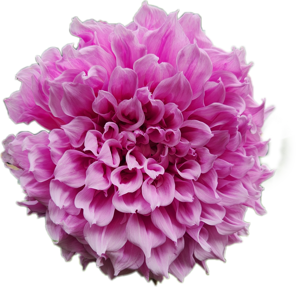 Grass Bones Flower Farm Dahlia Tuber Sales — Grass Bones Flower Farm