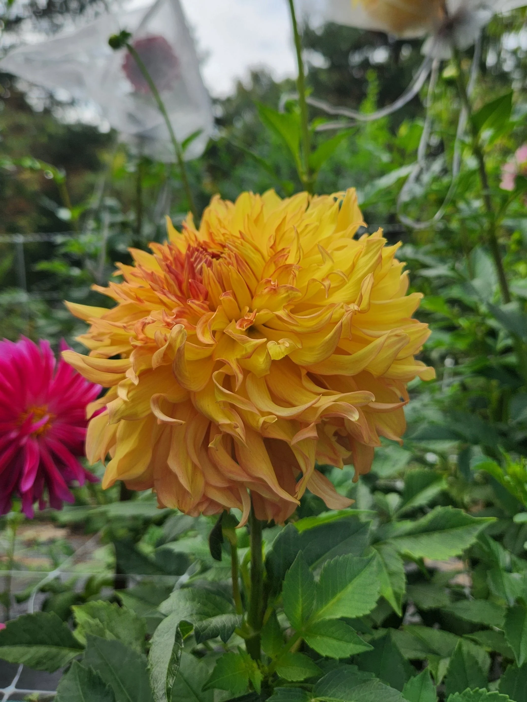 Grass Bones Flower Farm Dahlia Tuber Sales — Grass Bones Flower Farm