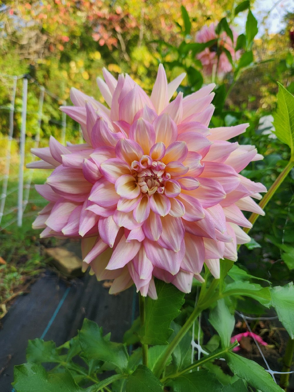 Grass Bones Flower Farm Dahlia Tuber Sales — Grass Bones Flower Farm