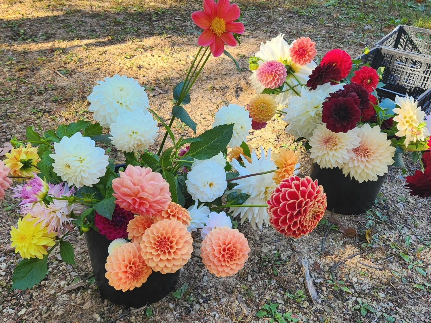 Grass Bones Flower Farm Dahlia Tuber Sales — Grass Bones Flower Farm