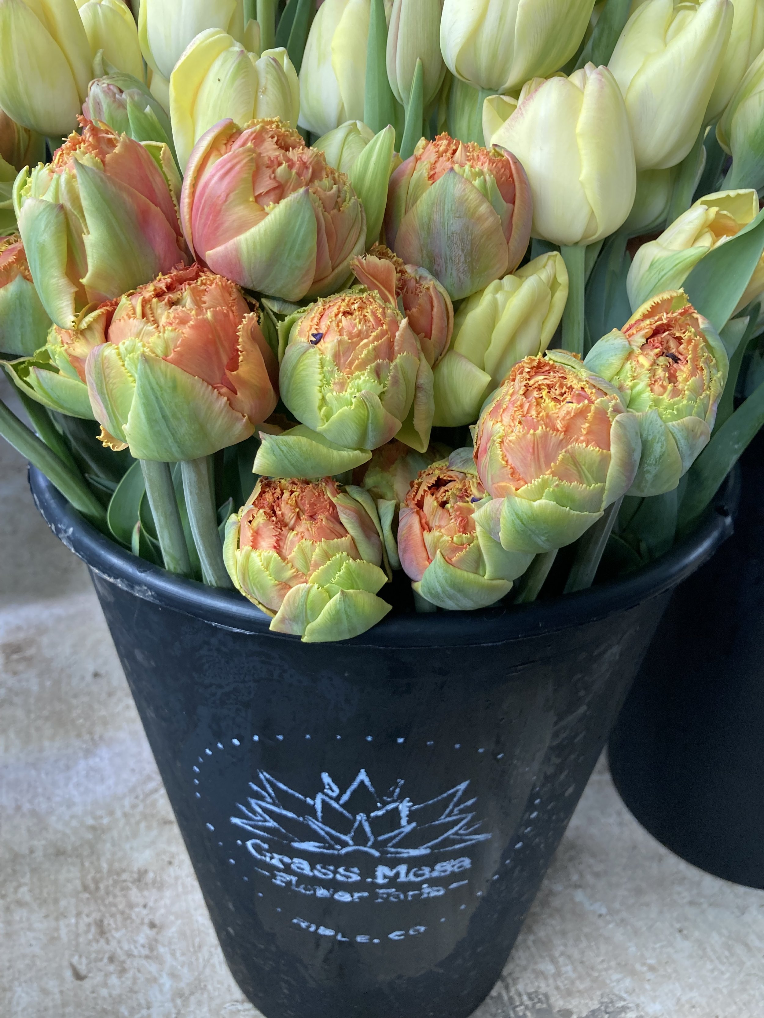 Gallery — Grass Mesa Flower Farm