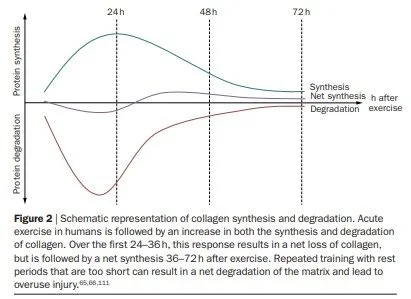 Tendon Reaction Injuries - The Reform Lab Osteopathy