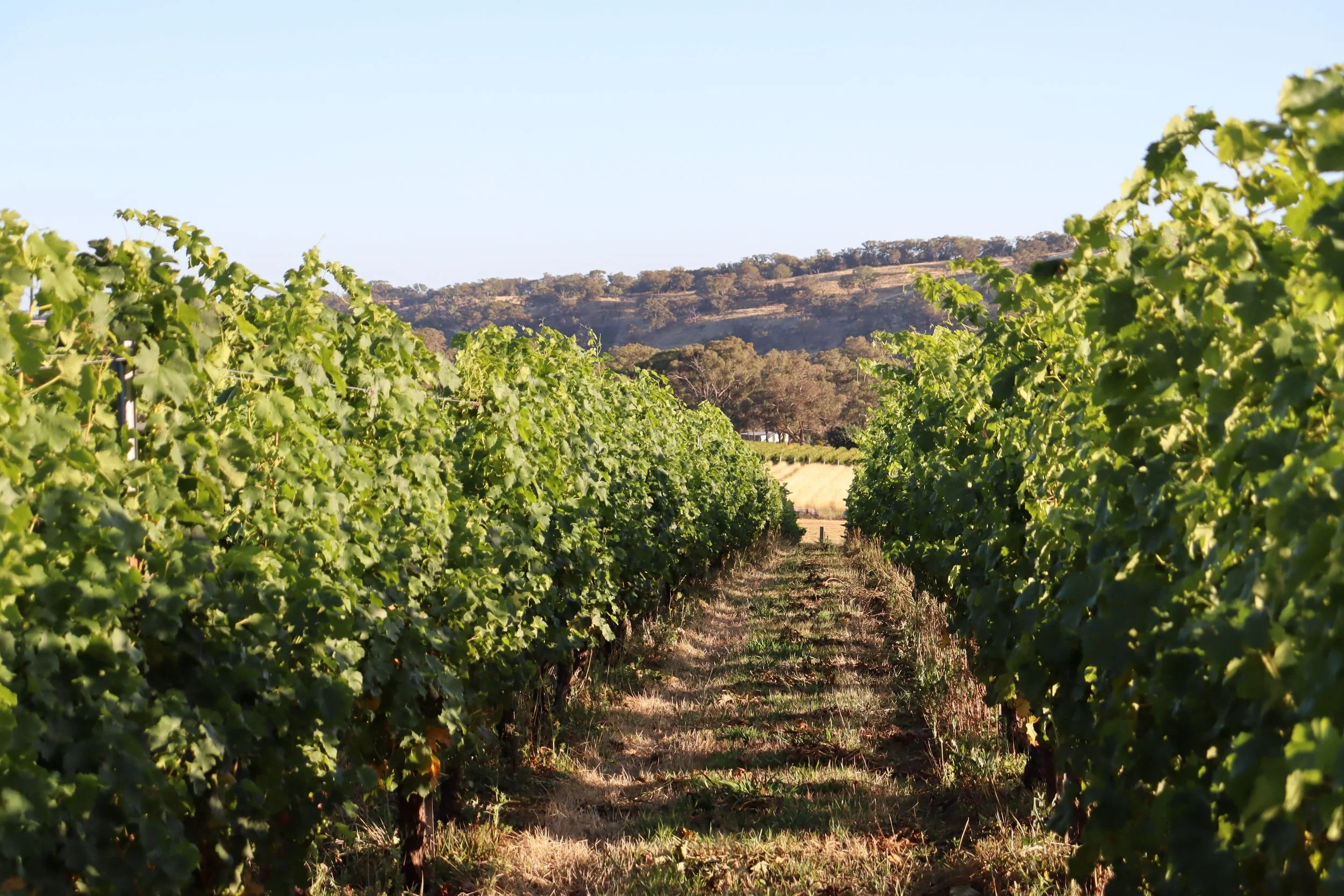 Our story — Canobolas Wines