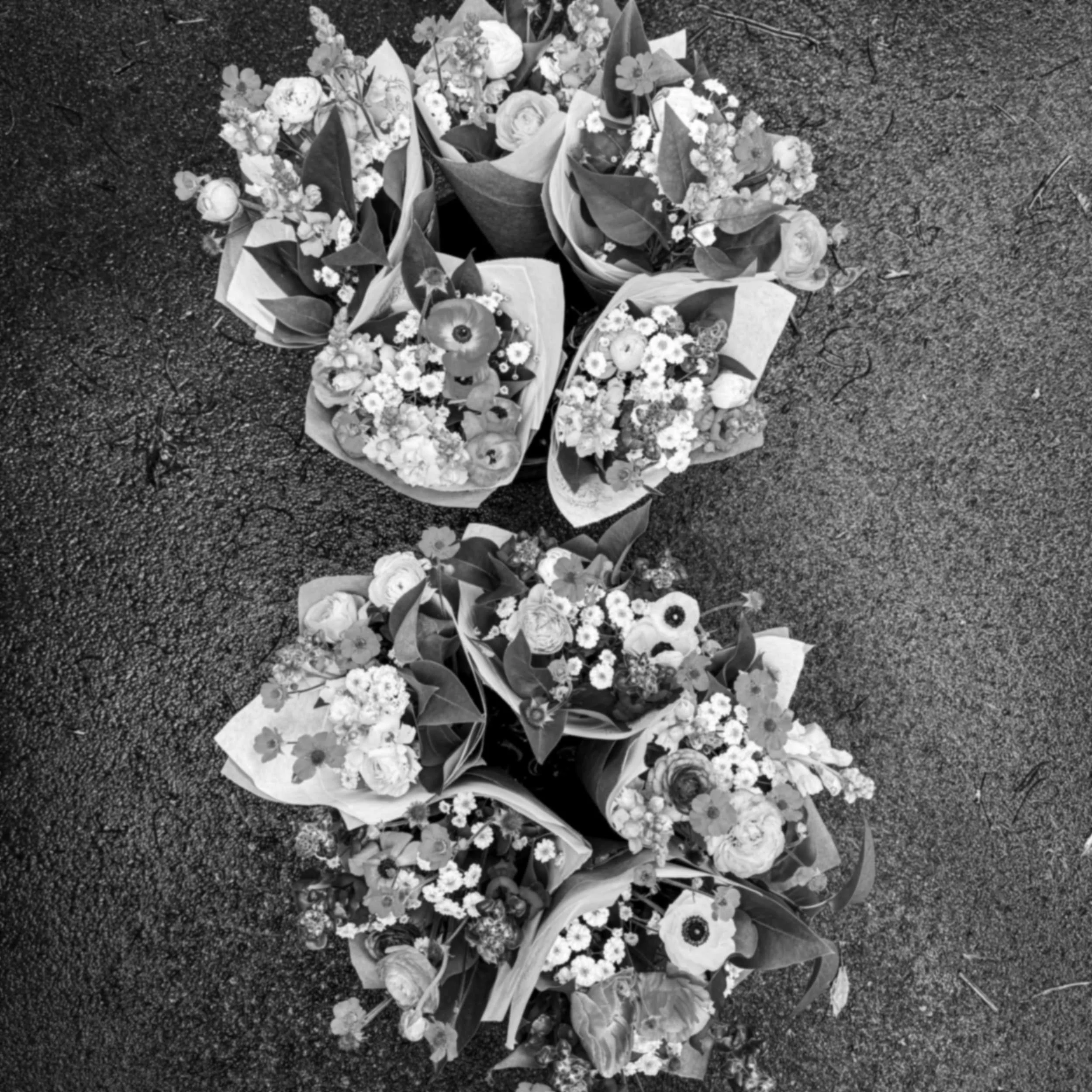 Bella's Blooms Flower Co. | Erie, PA Flower Farm & Florist