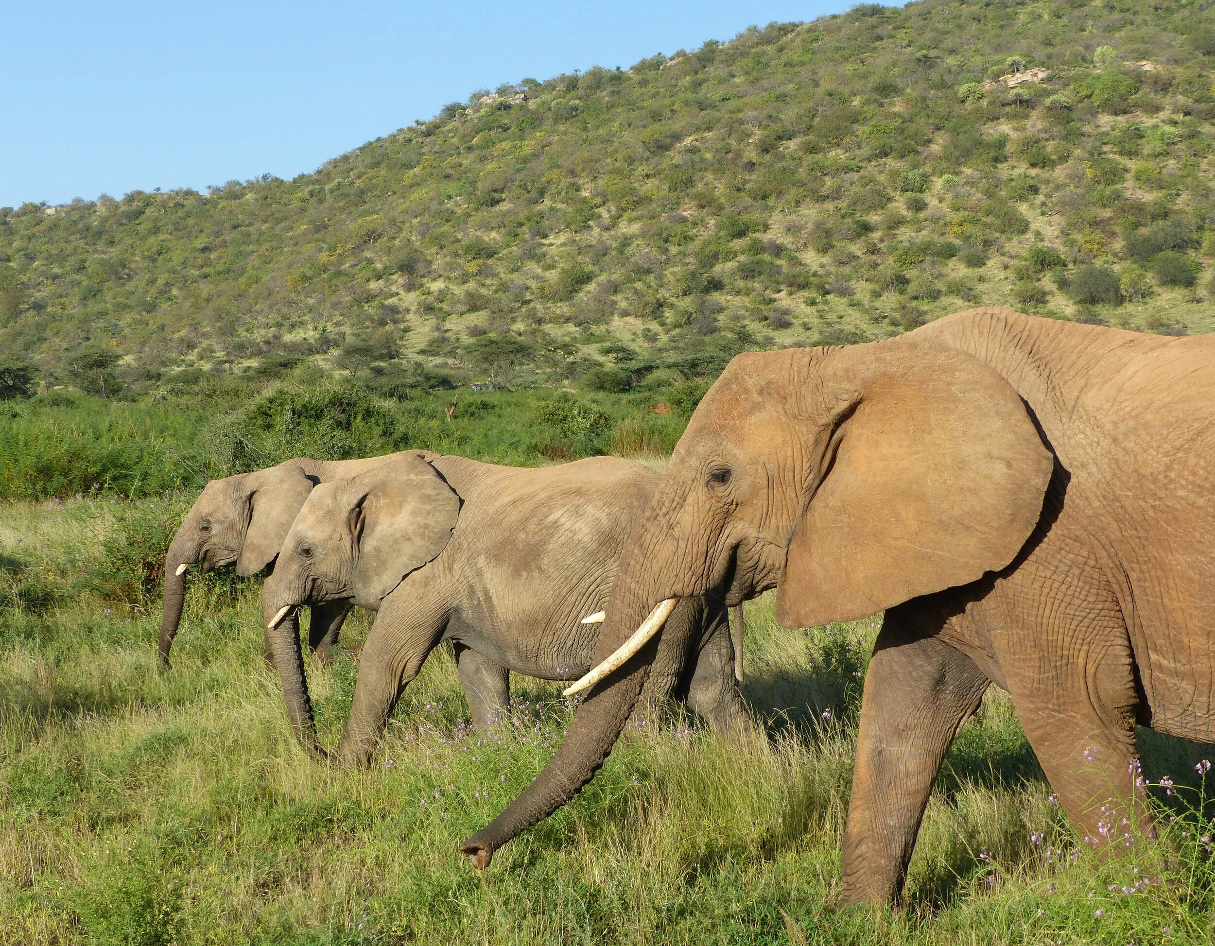 Print Magazine — Viridis Magazine