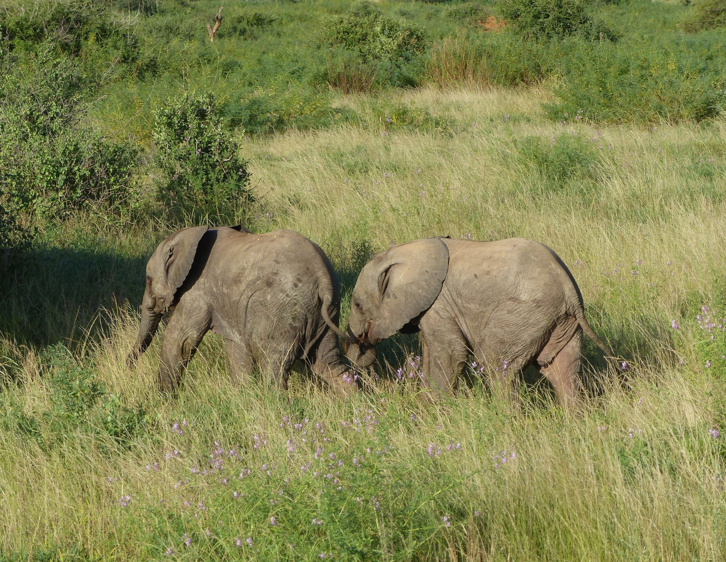 Print Magazine — Viridis Magazine