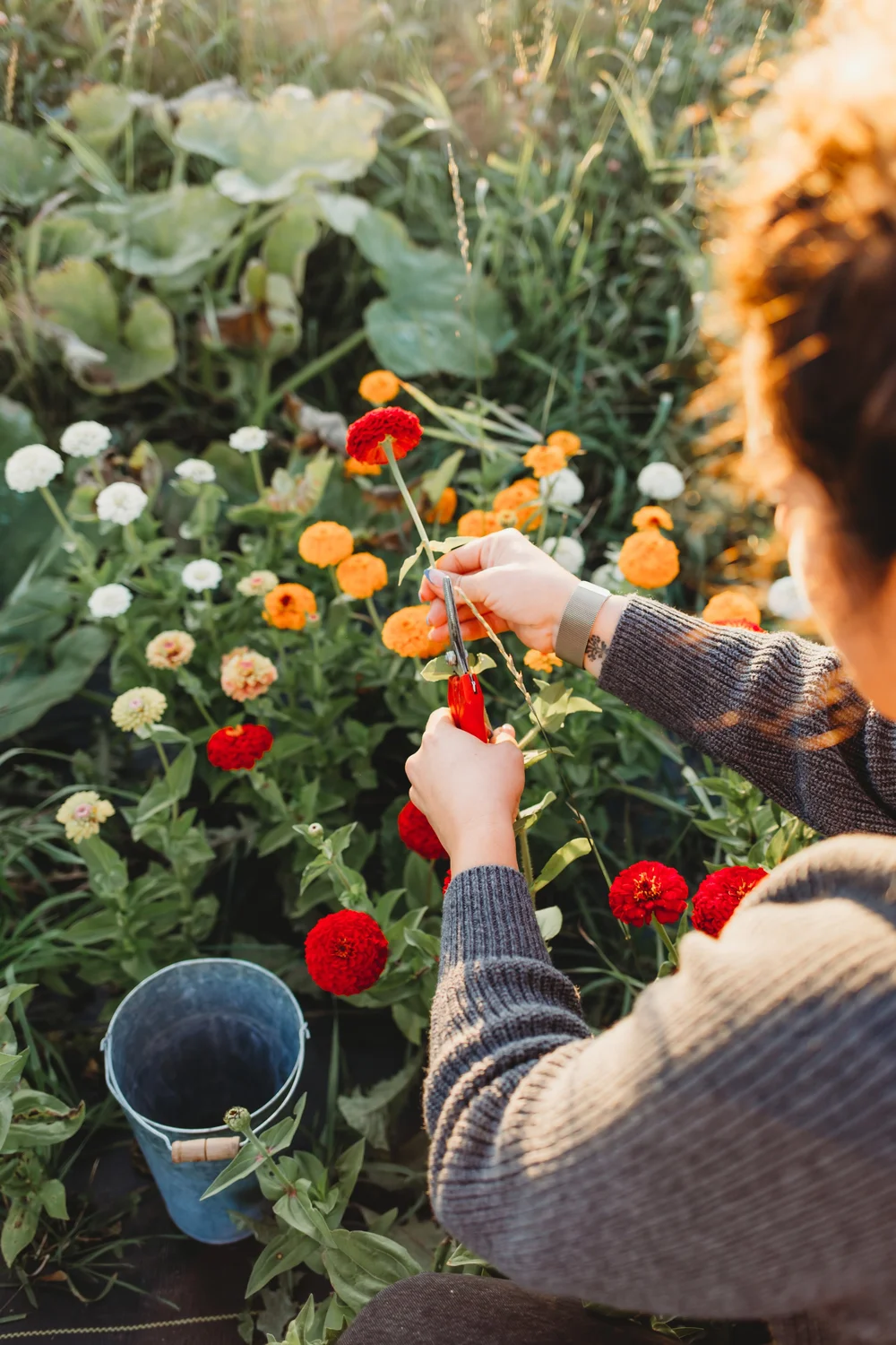 Edmonton, Alberta Flower U-pick and Alpaca Farm — Blooms on 7