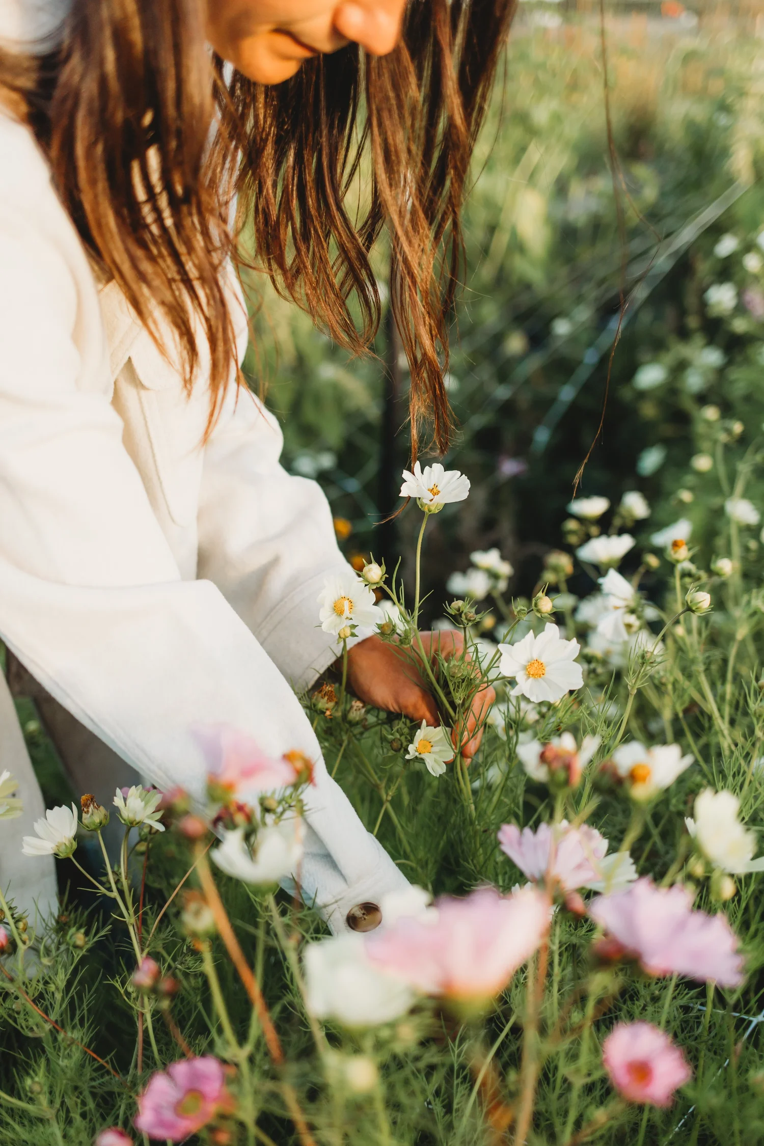 Edmonton, Alberta Flower U-pick and Alpaca Farm — Blooms on 7