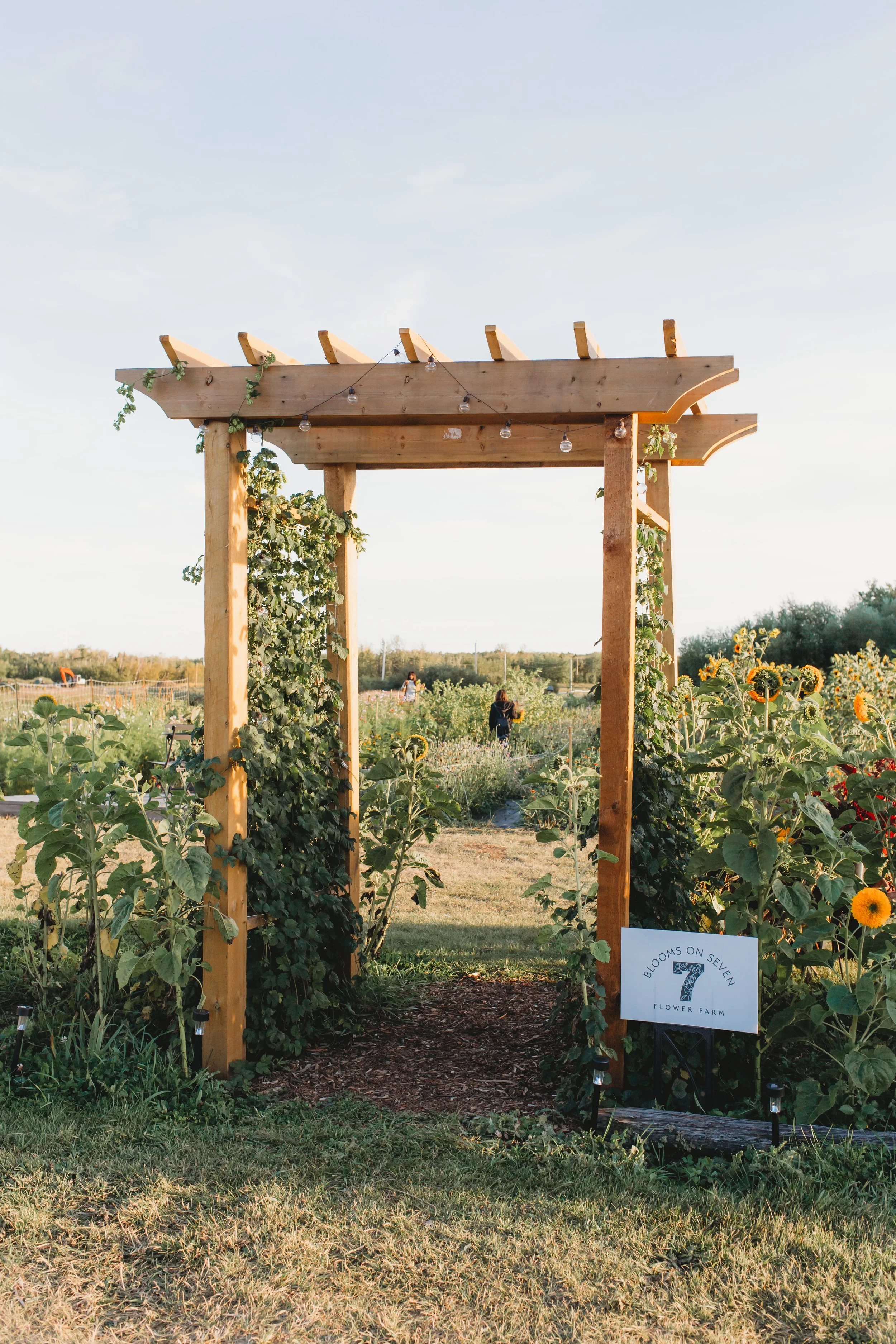 Edmonton, Alberta Flower U-pick and Alpaca Farm — Blooms on 7