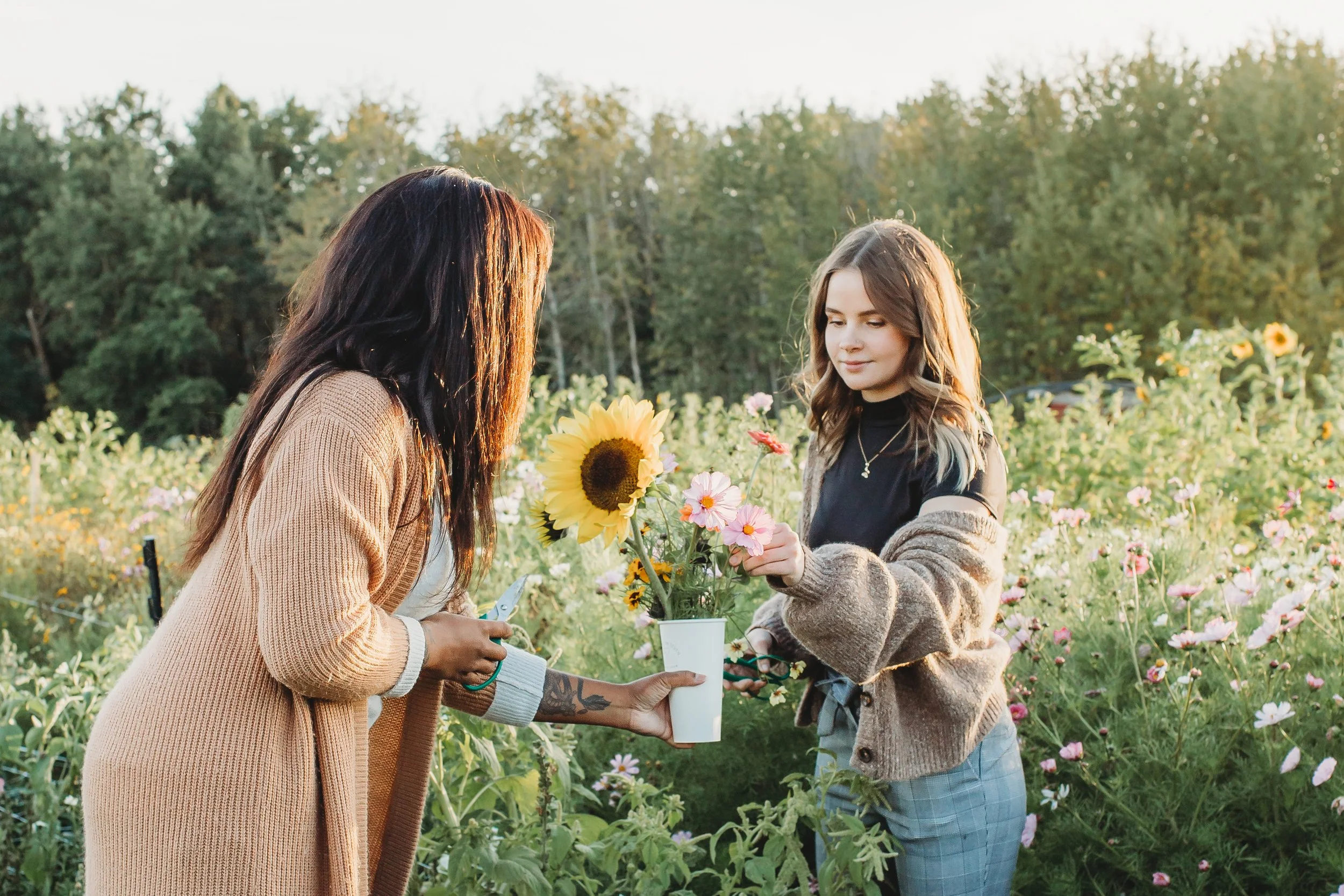 Edmonton, Alberta Flower U-pick and Alpaca Farm — Blooms on 7