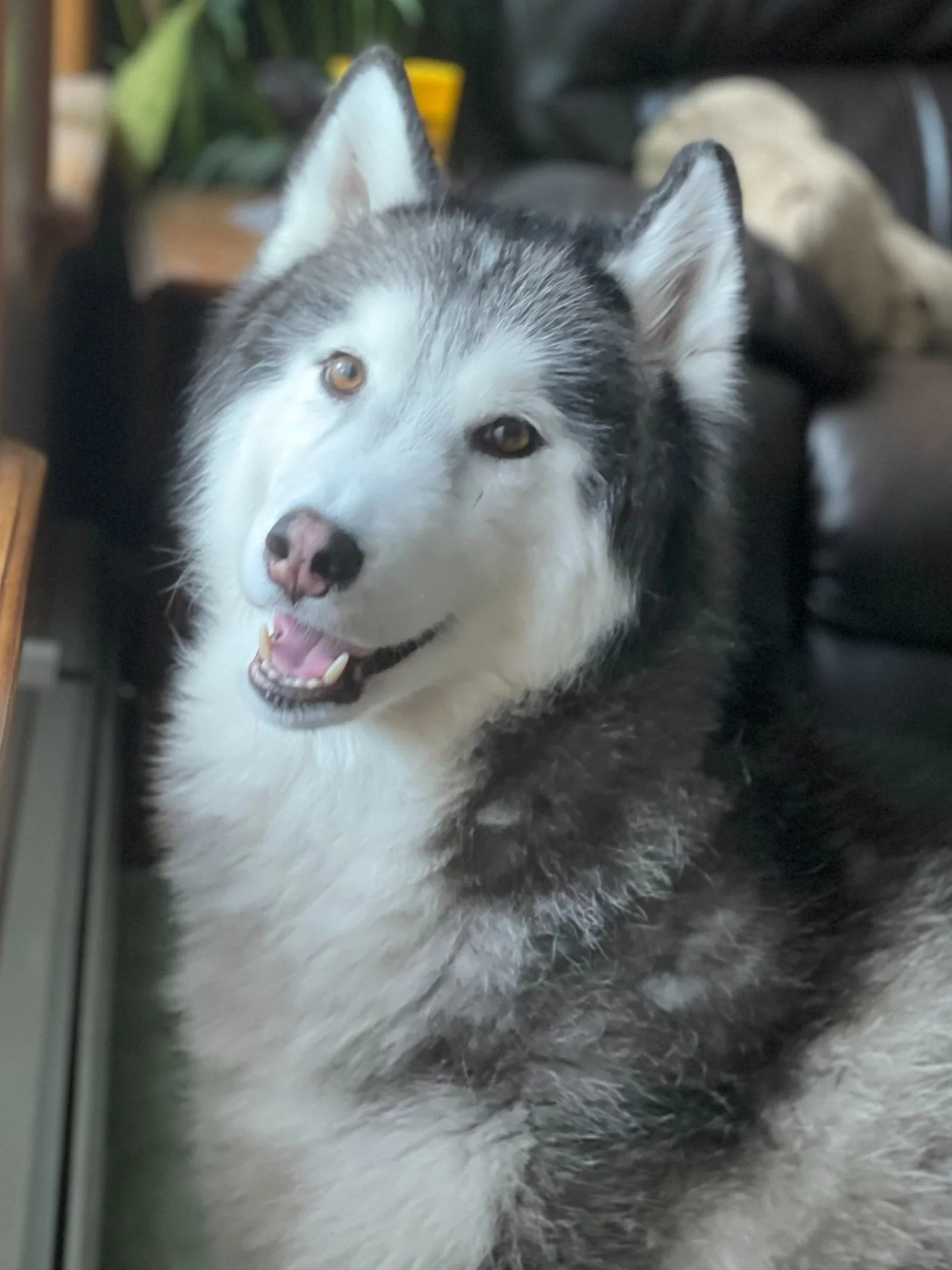 Reference Photo Guidelines — Kate's Portraits