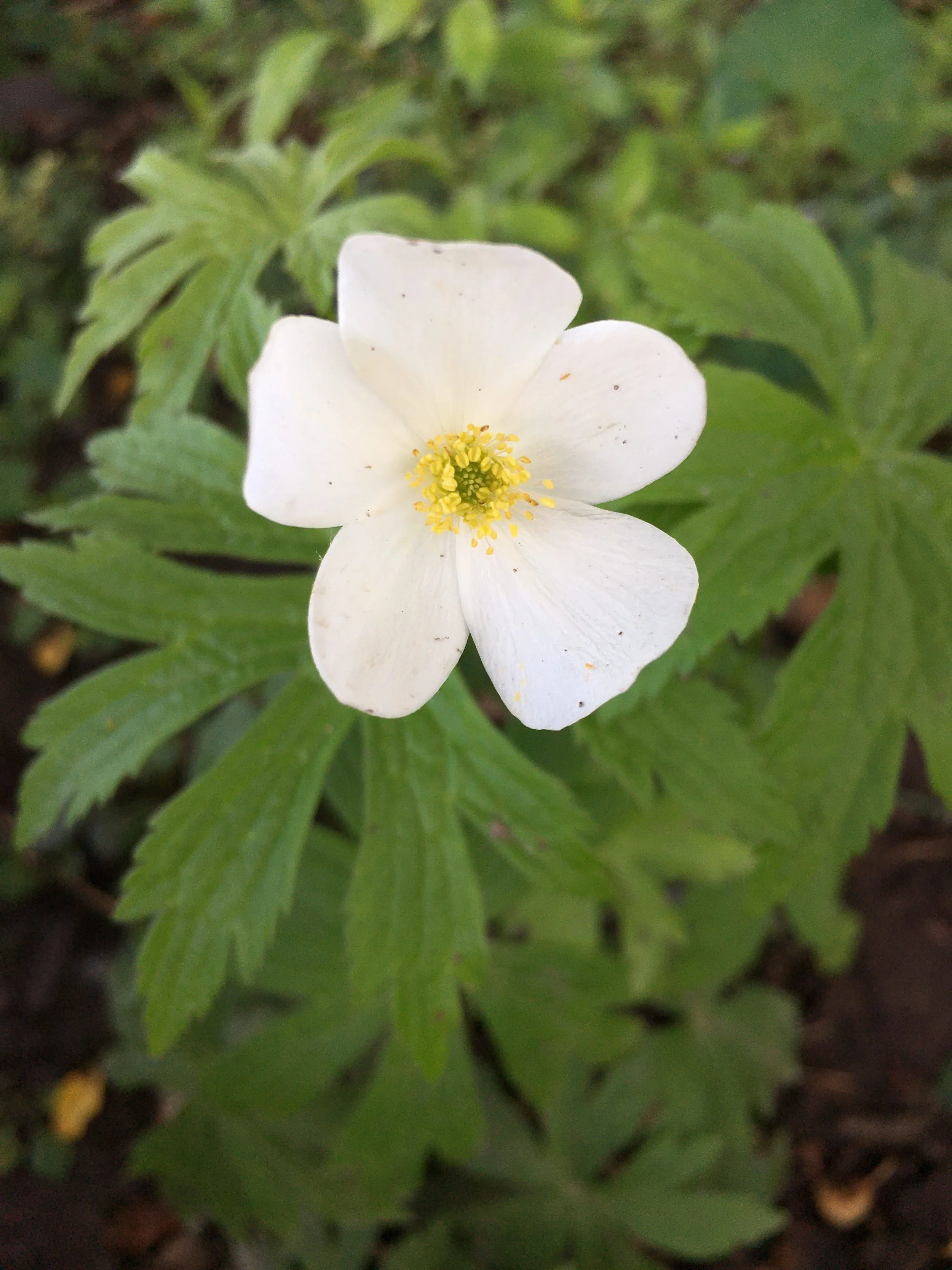 Canada Anemone - Anemone canadensis — Bendy Stem Farm