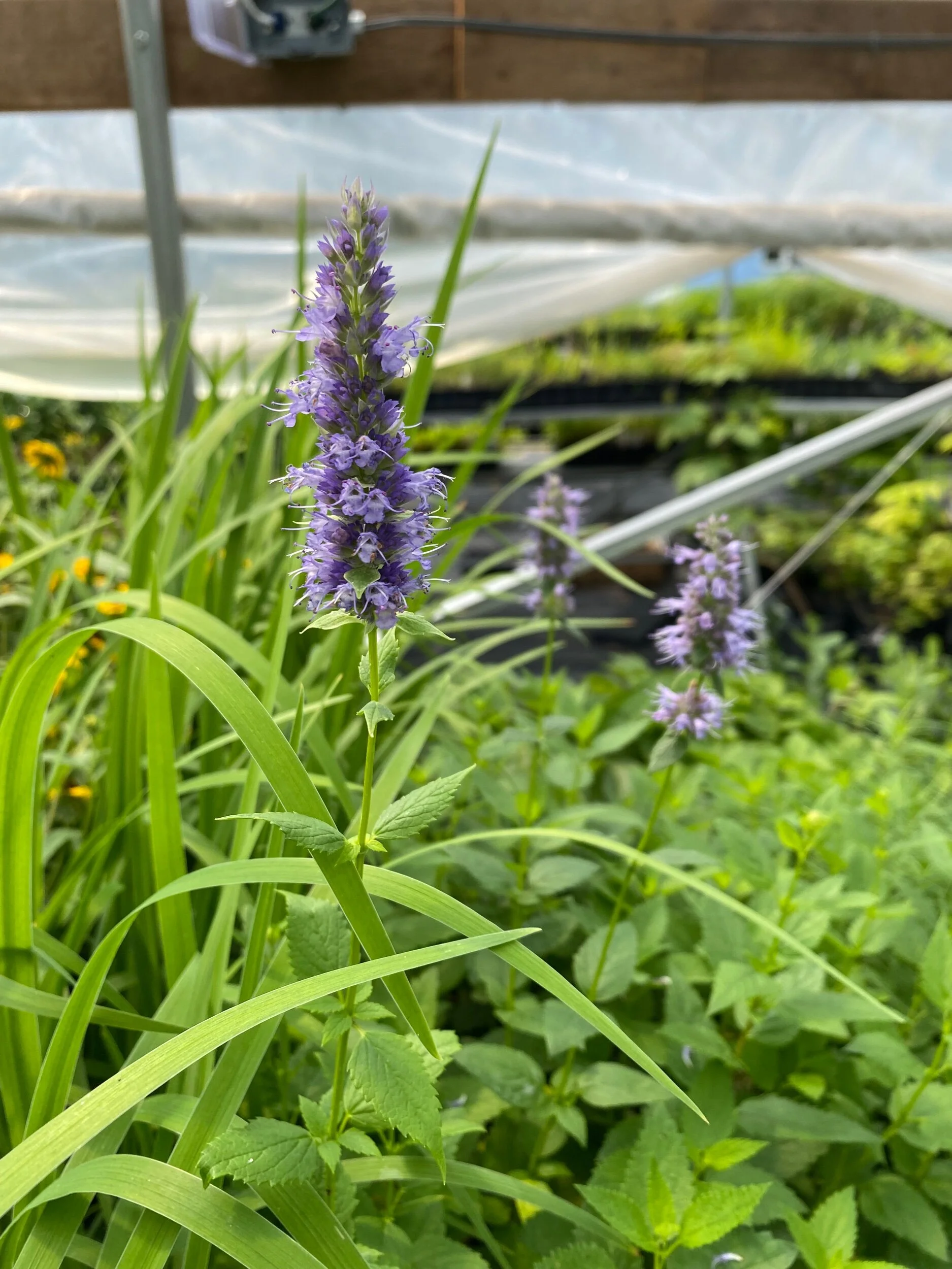 Native plants online store — Bendy Stem Farm