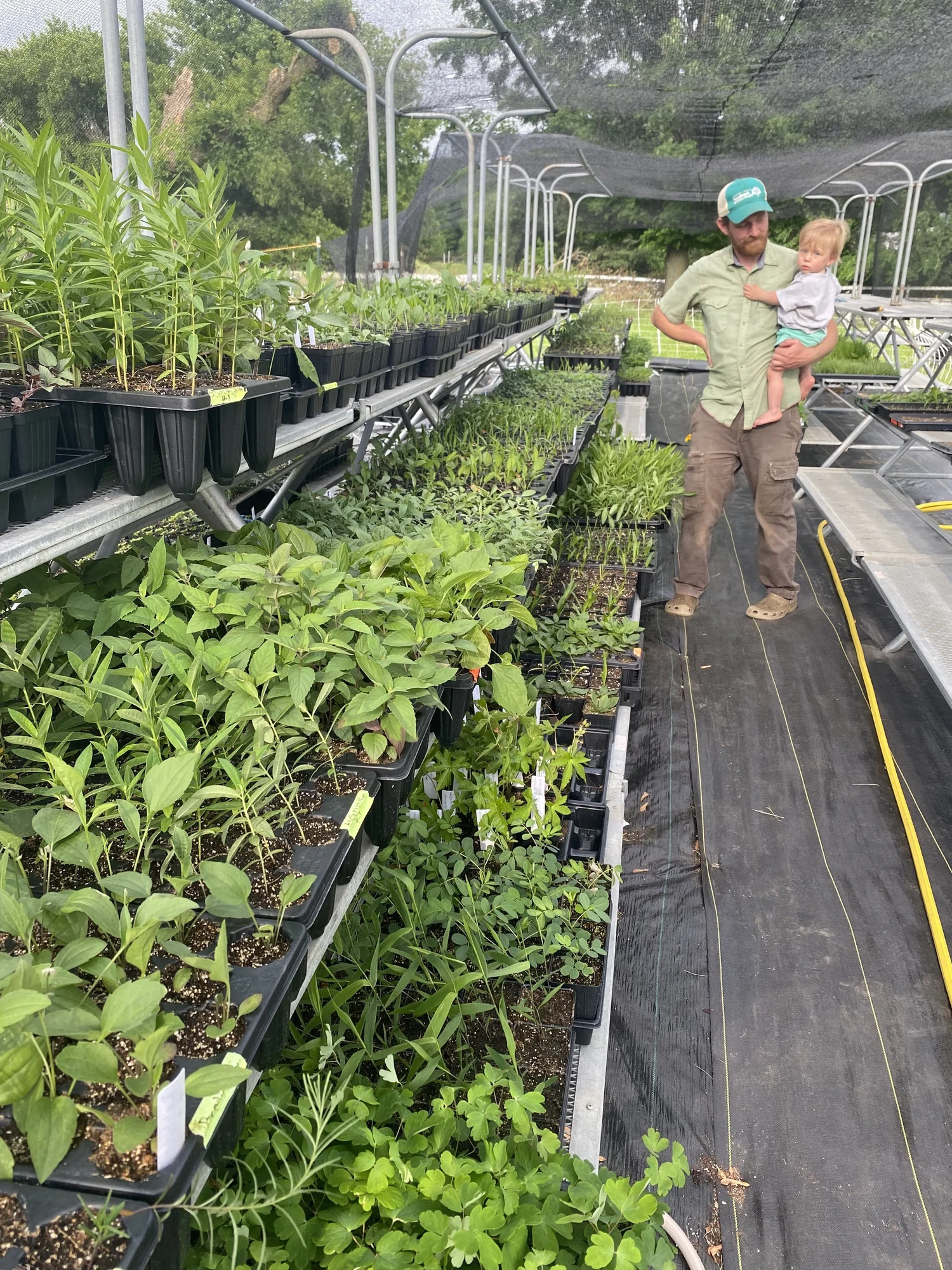 Native plants online store — Bendy Stem Farm