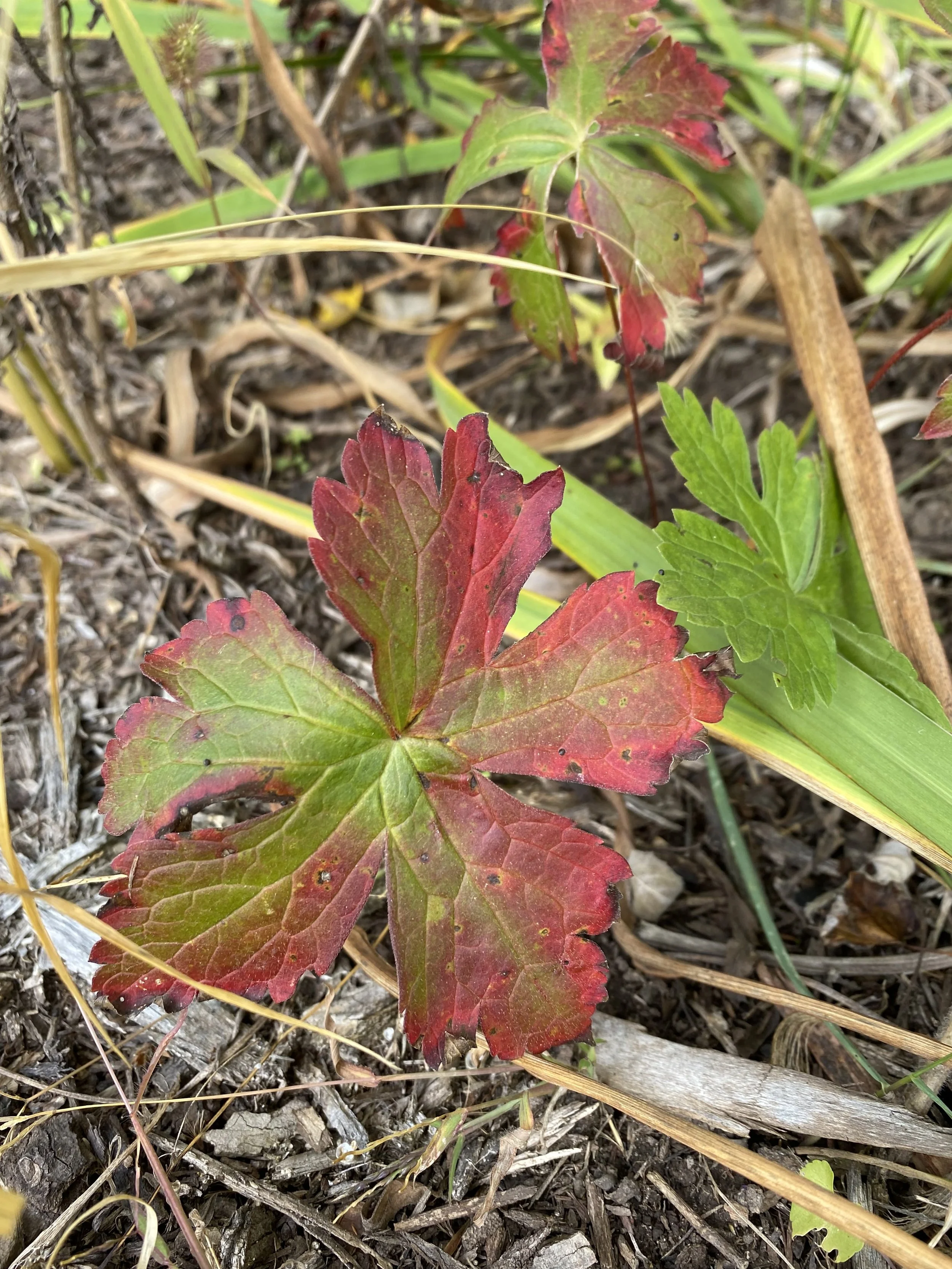Wild Geranium - Geranium maculatum — Bendy Stem Farm