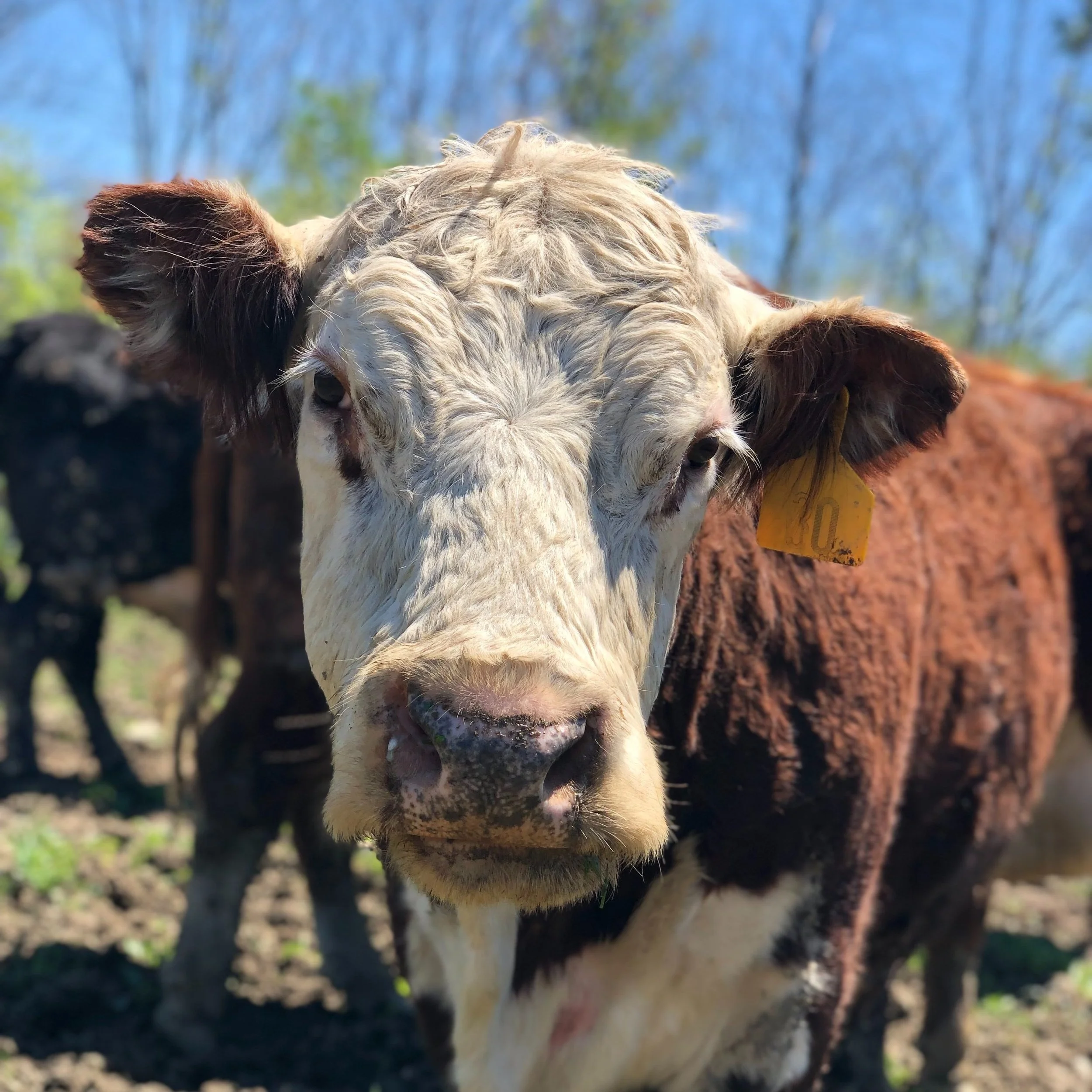 Kwilos Farm | High Quality Angus-Cross Beef | Angola, NY