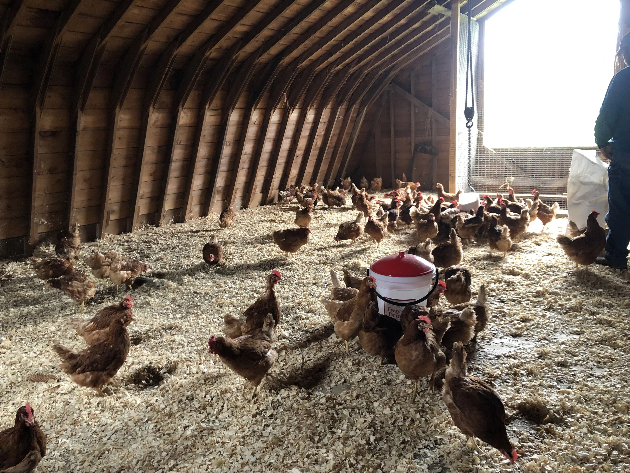 Kwilos Farm | High Quality Angus-Cross Beef | Angola, NY