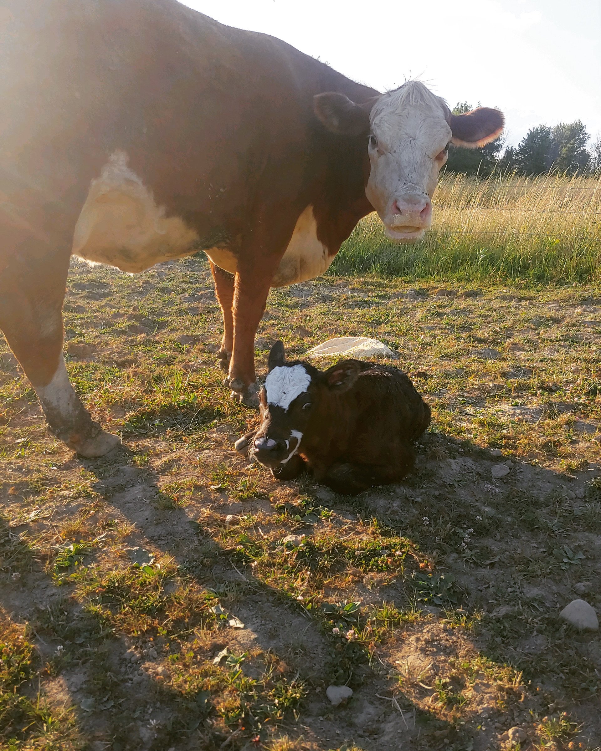 Kwilos Farm | High Quality Angus-Cross Beef | Angola, NY