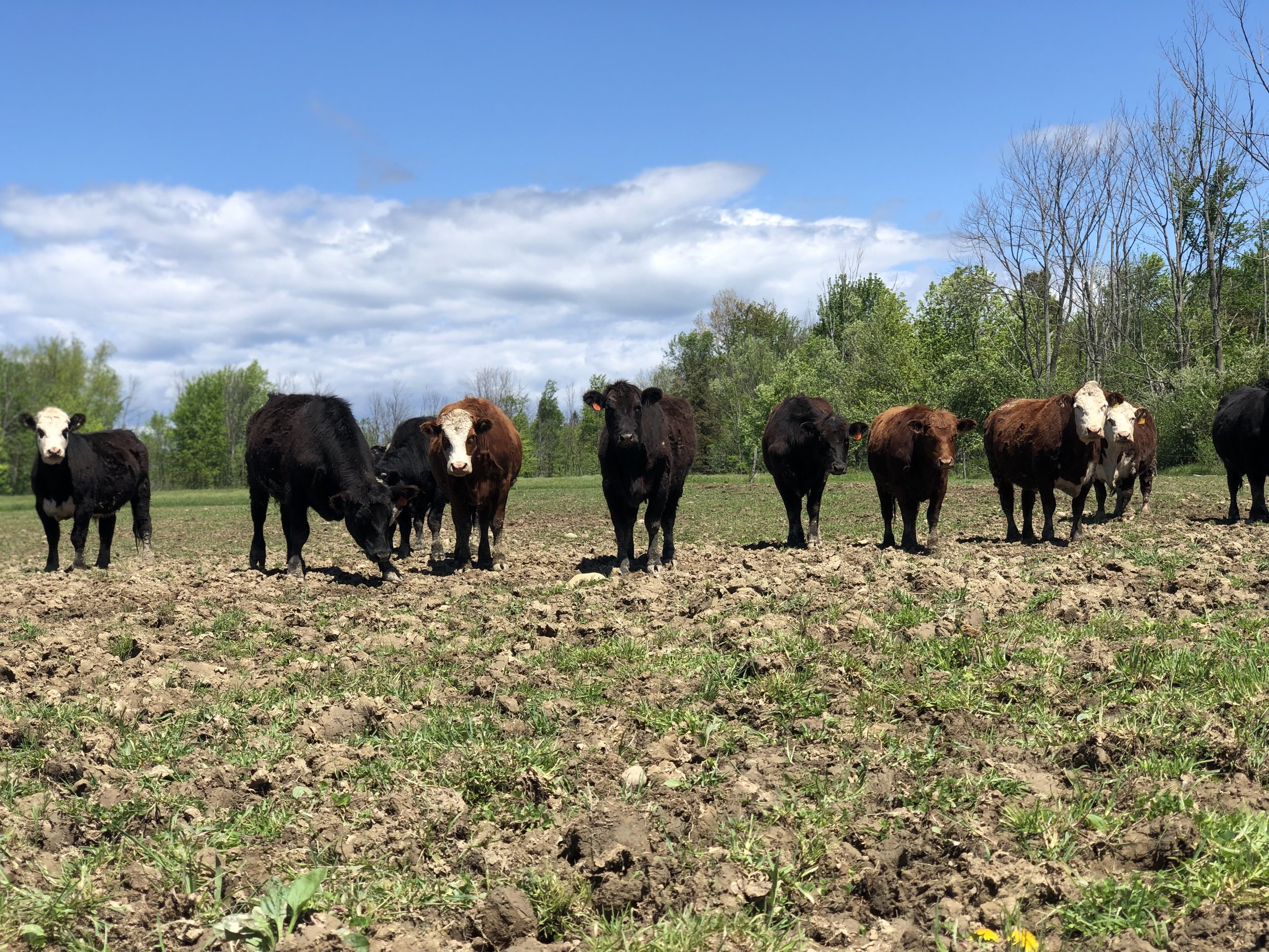 Kwilos Farm | High Quality Angus-Cross Beef | Angola, NY