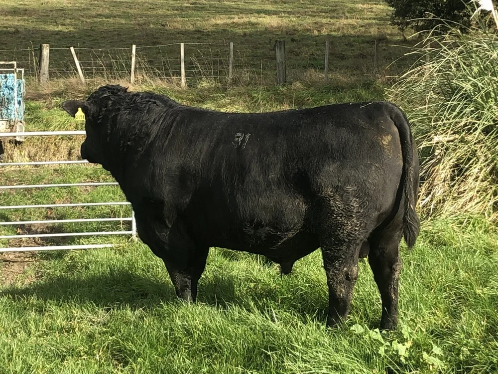 Sire Profiles — Kayjay Angus