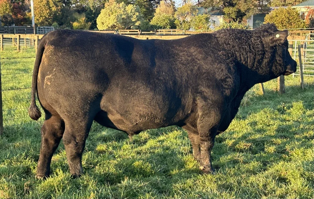 Gallery — Kayjay Angus