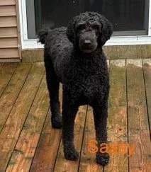 Poodles for Adoption — Poodle Rescue of New England