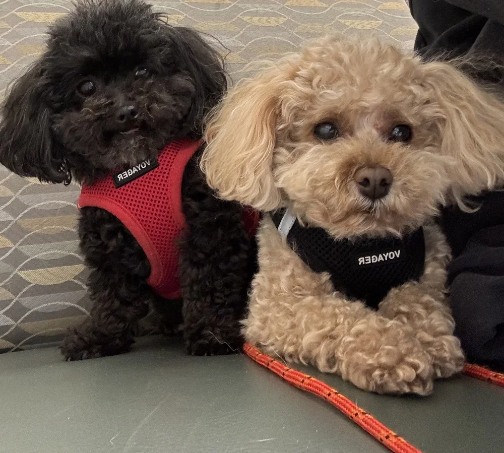 Poodles for Adoption — Poodle Rescue of New England