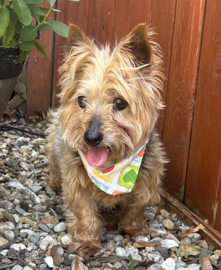 Poodles for Adoption — Poodle Rescue of New England