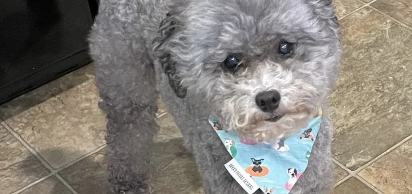 General 2 — Poodle Rescue of New England