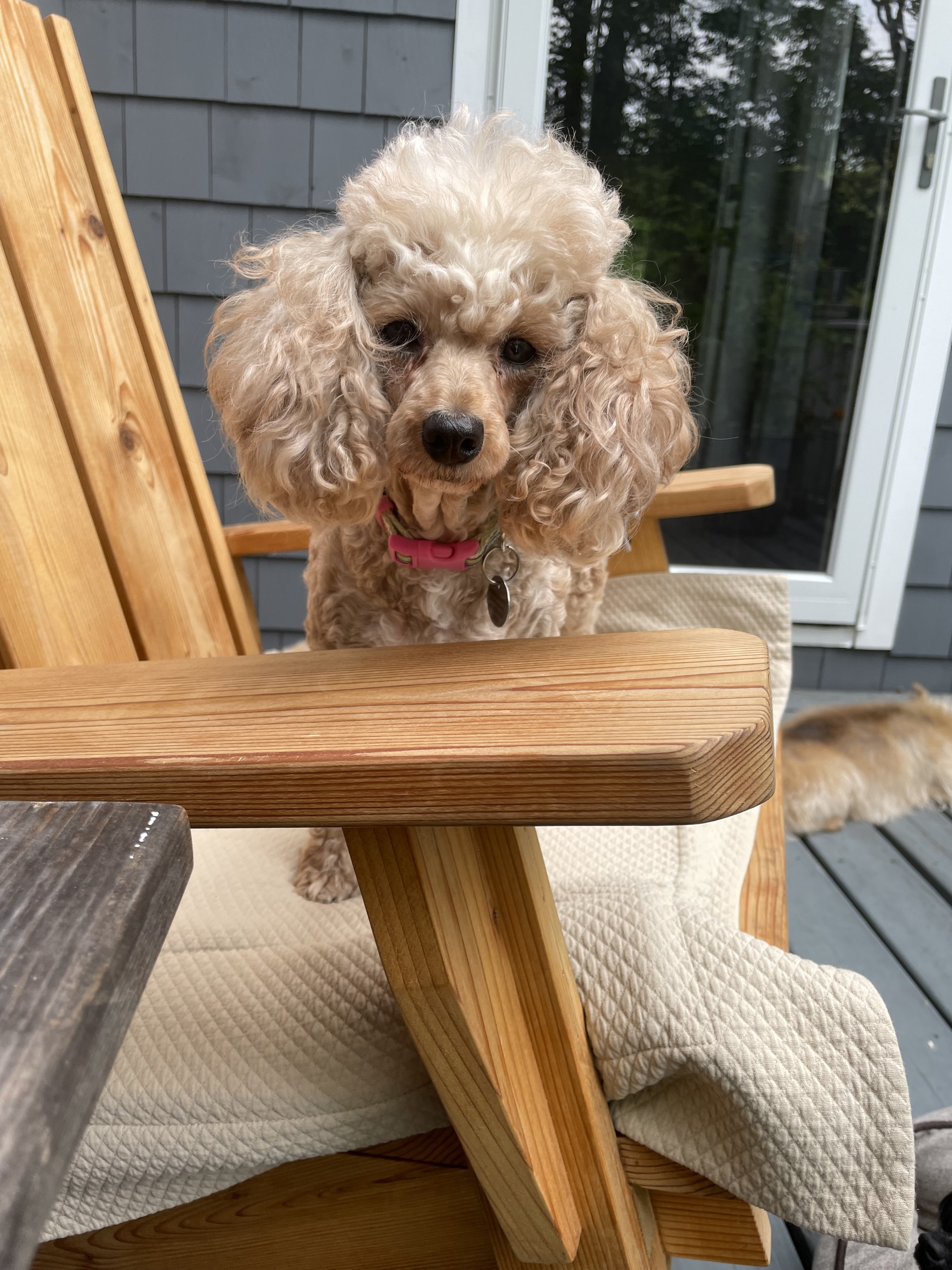 Poodles for Adoption — Poodle Rescue of New England