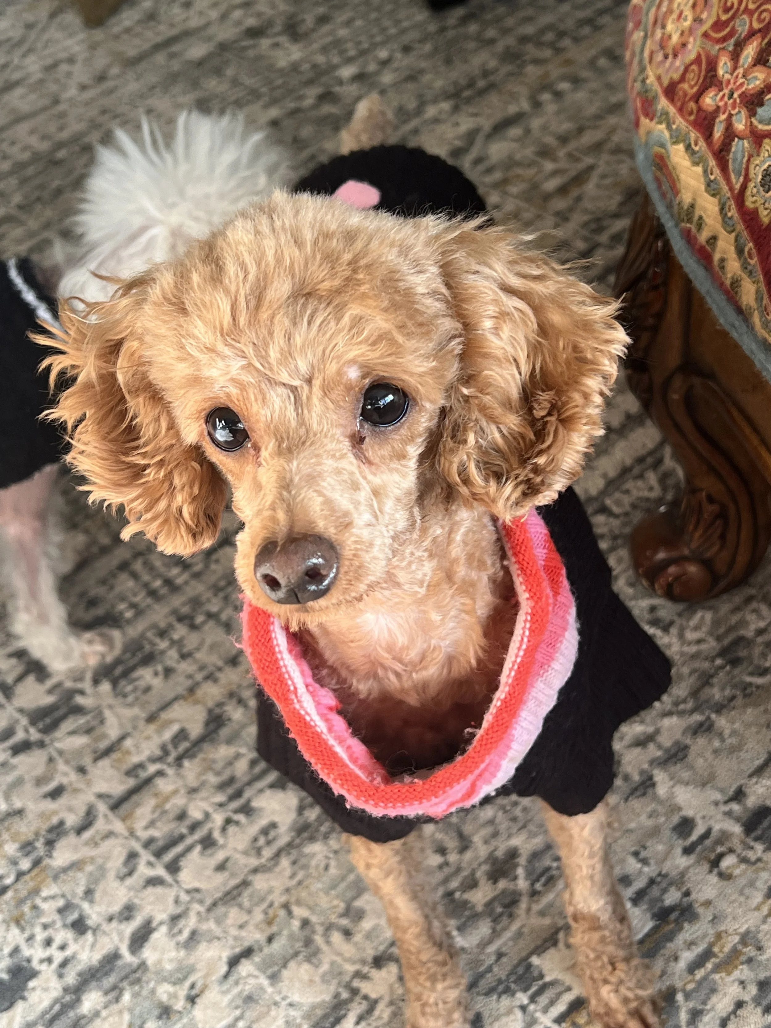 Poodles for Adoption — Poodle Rescue of New England