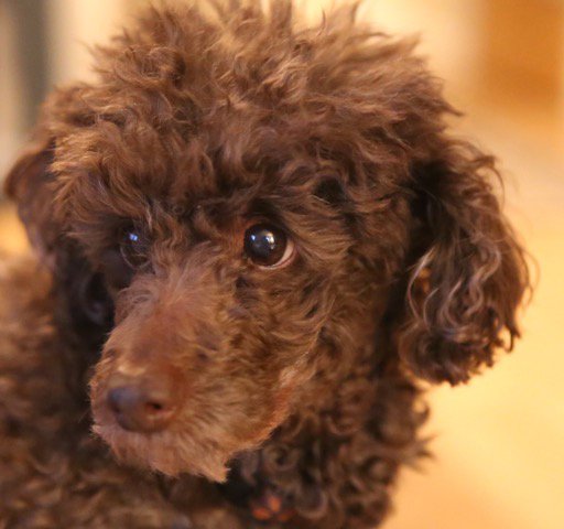 Poodle Rescue of New England