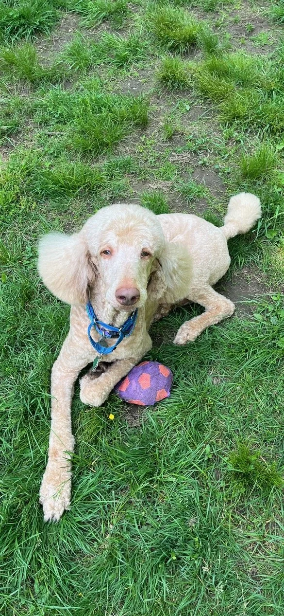 Poodles for Adoption — Poodle Rescue of New England