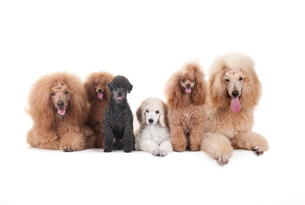 volunteer — Poodle Rescue of New England