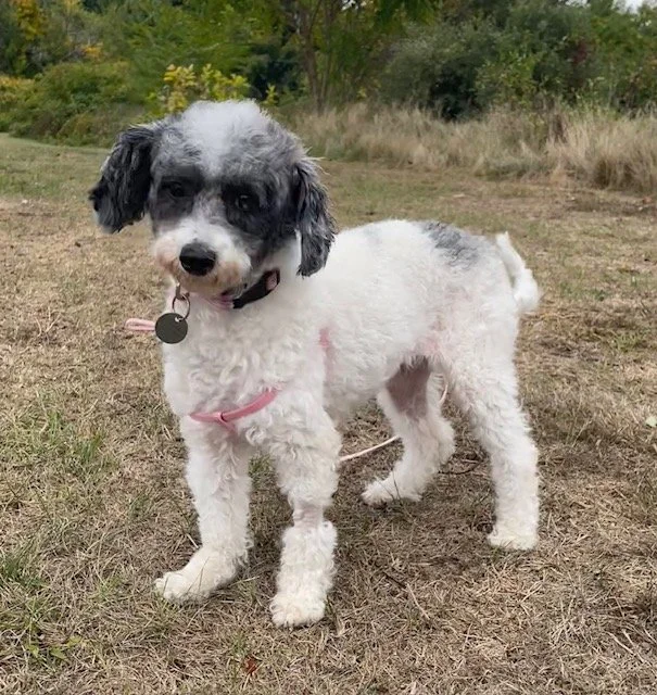 Poodles for Adoption — Poodle Rescue of New England