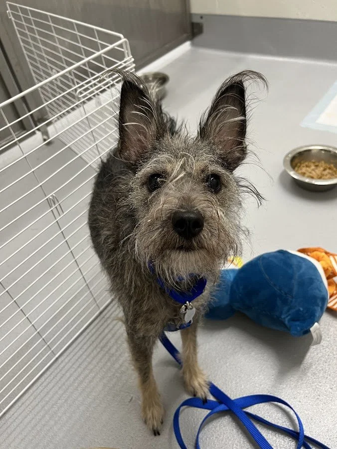 Poodles for Adoption — Poodle Rescue of New England