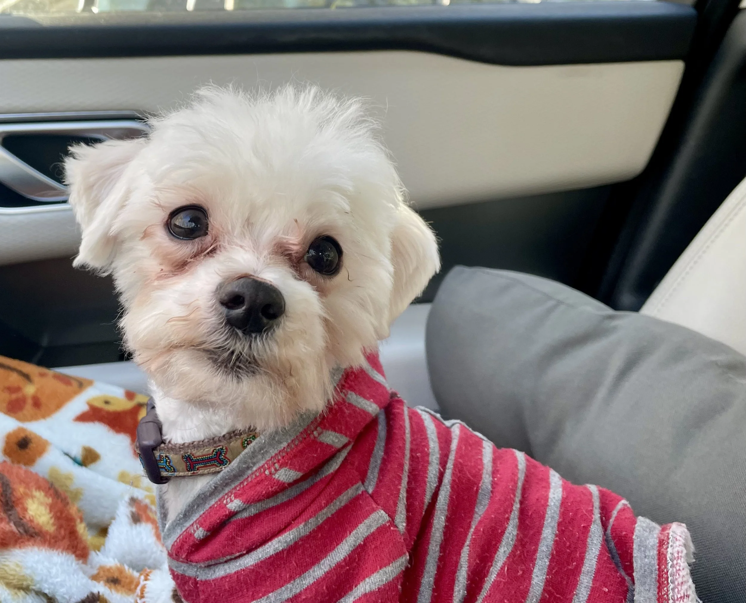 Poodles for Adoption — Poodle Rescue of New England