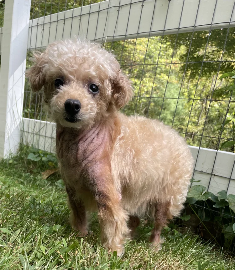 Poodles for Adoption — Poodle Rescue of New England