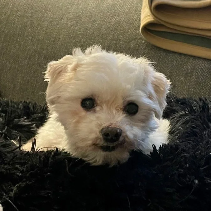 Poodles for Adoption — Poodle Rescue of New England