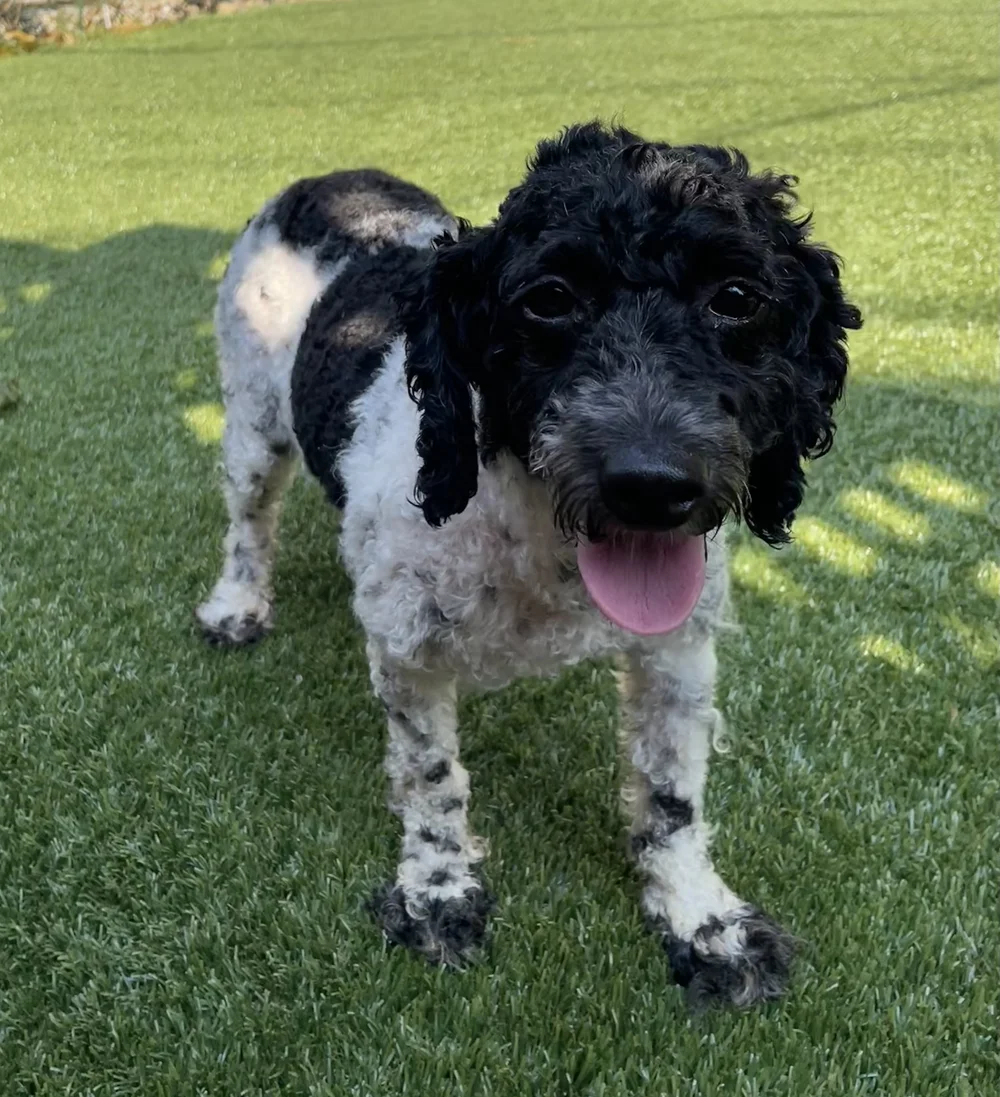 Poodles for Adoption — Poodle Rescue of New England