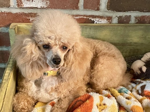 Poodles for Adoption — Poodle Rescue of New England