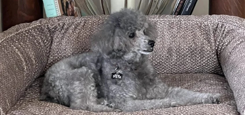 Poodles for Adoption — Poodle Rescue of New England