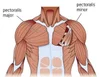 It’s all about the pecs!! — Body Balance Health & Wellness