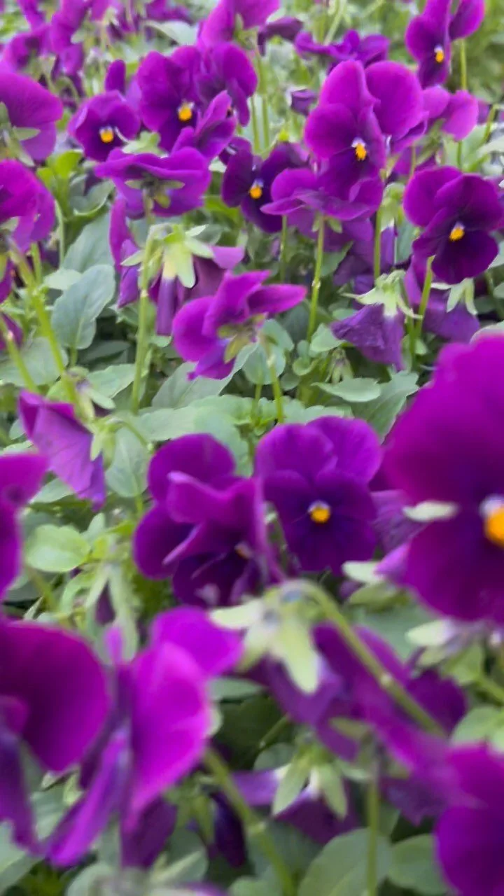 Plants For All Seasons - Louetta