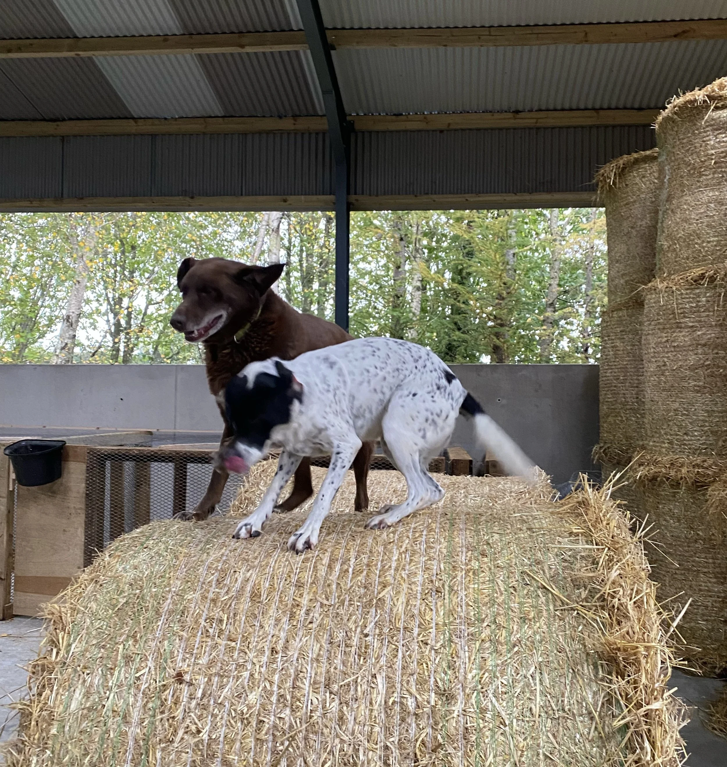 Gallery — Trudder Dog Boarding and Kennels