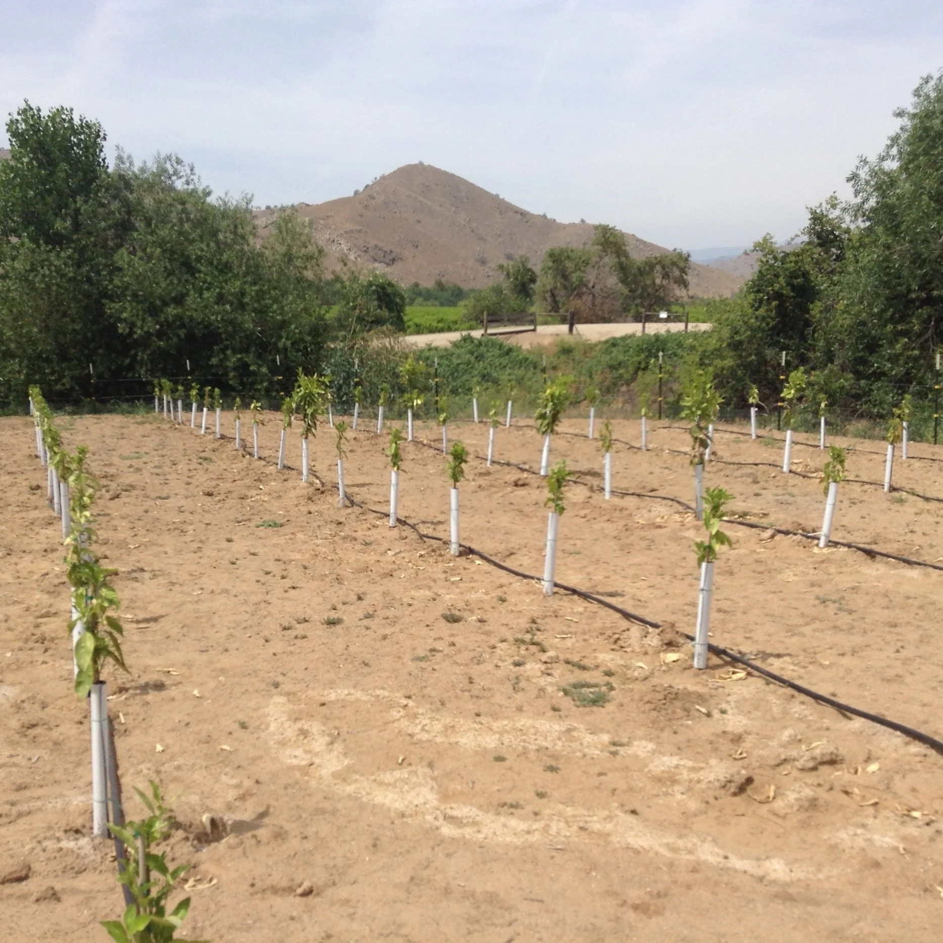 How Rosy Red Valencia came to be—the long journey to this brand-new ...