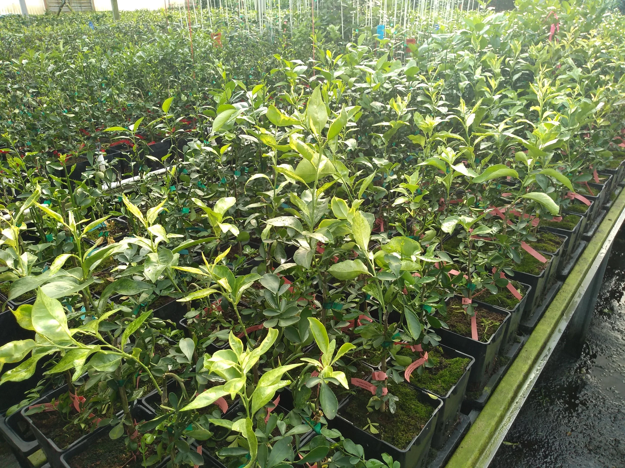 How Rosy Red Valencia came to be—the long journey to this brand-new ...